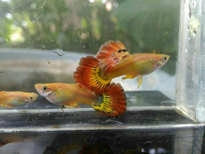 50 Jenis dan Tipe Ikan Gapi Gapi | Hewan Indonesia dan Jual Beli