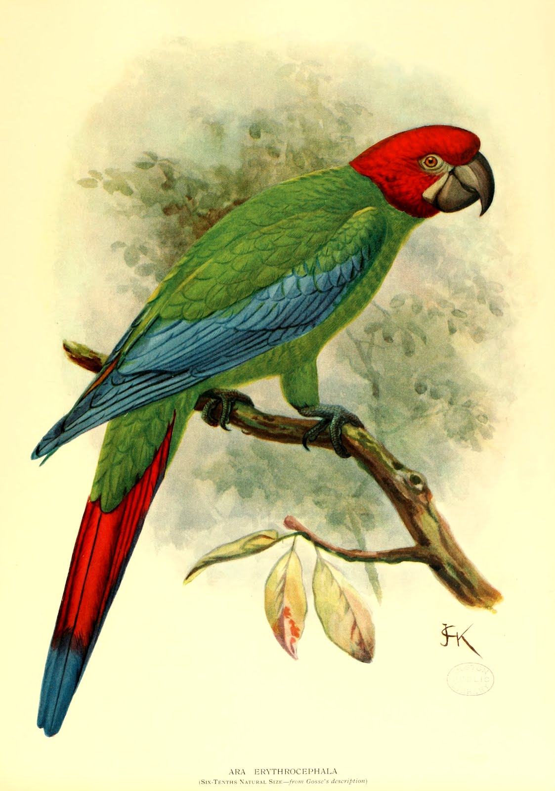 ShukerNature: MYSTERY MACAWS OF THE WEST INDIES.