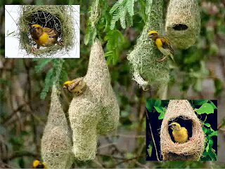 Uniknya Sarang Burung di Alam Liar