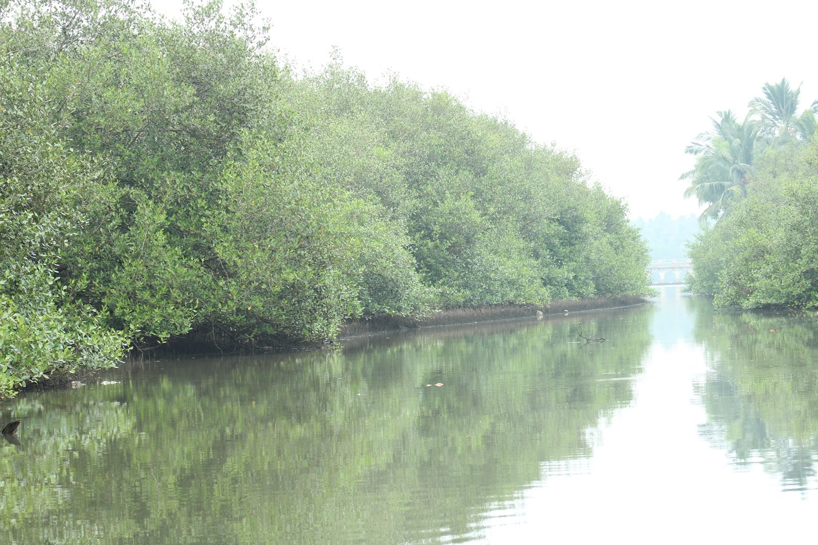 Island Tourism Kadalundi: KADALUNDI MANGROVE FOREST