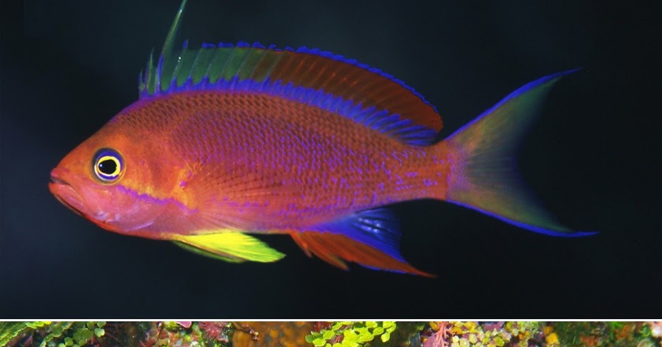 Species New to Science: [Ichthyology • 2017] Pseudanthias tequila • A ...