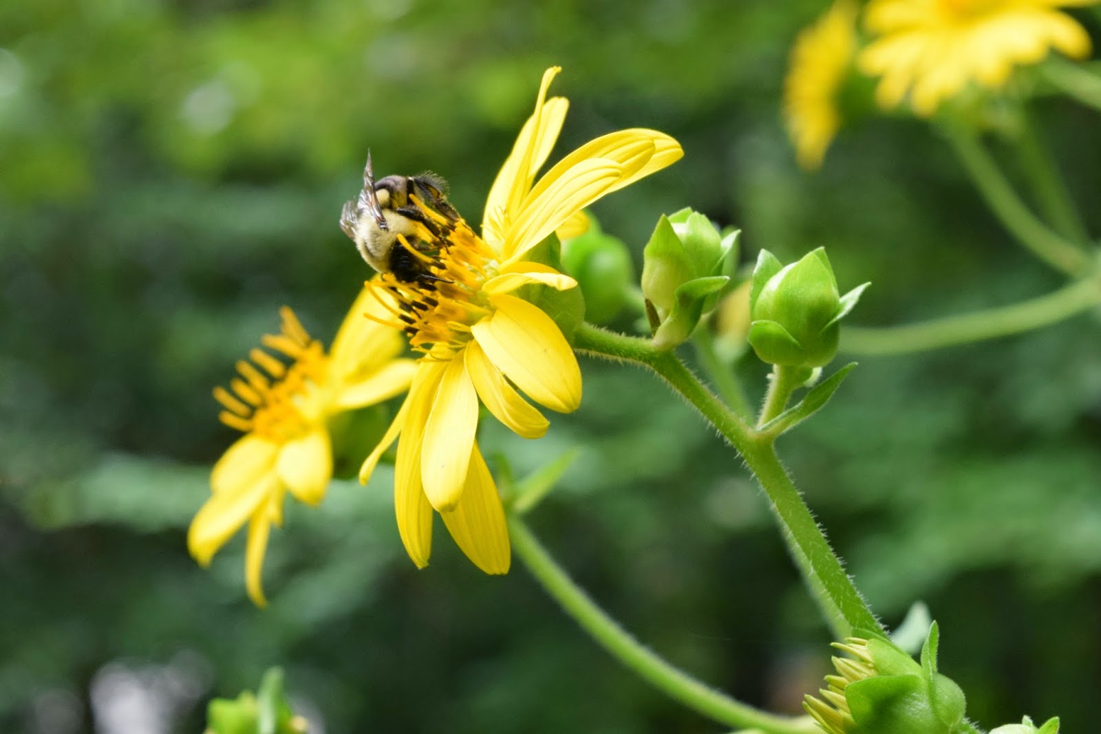 Using Georgia Native Plants: Summer Silphiums