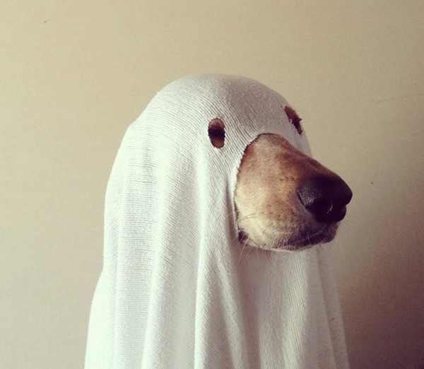 Mi cajón de Imágenes: El perro fantasma