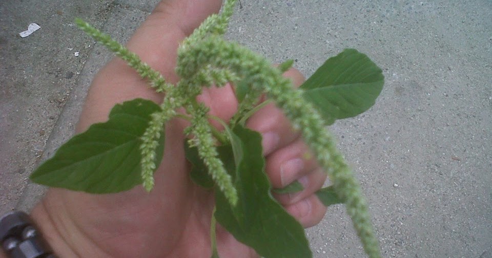 PoderPopular EstadoComunal : ¿Saben qué es la PIRA?