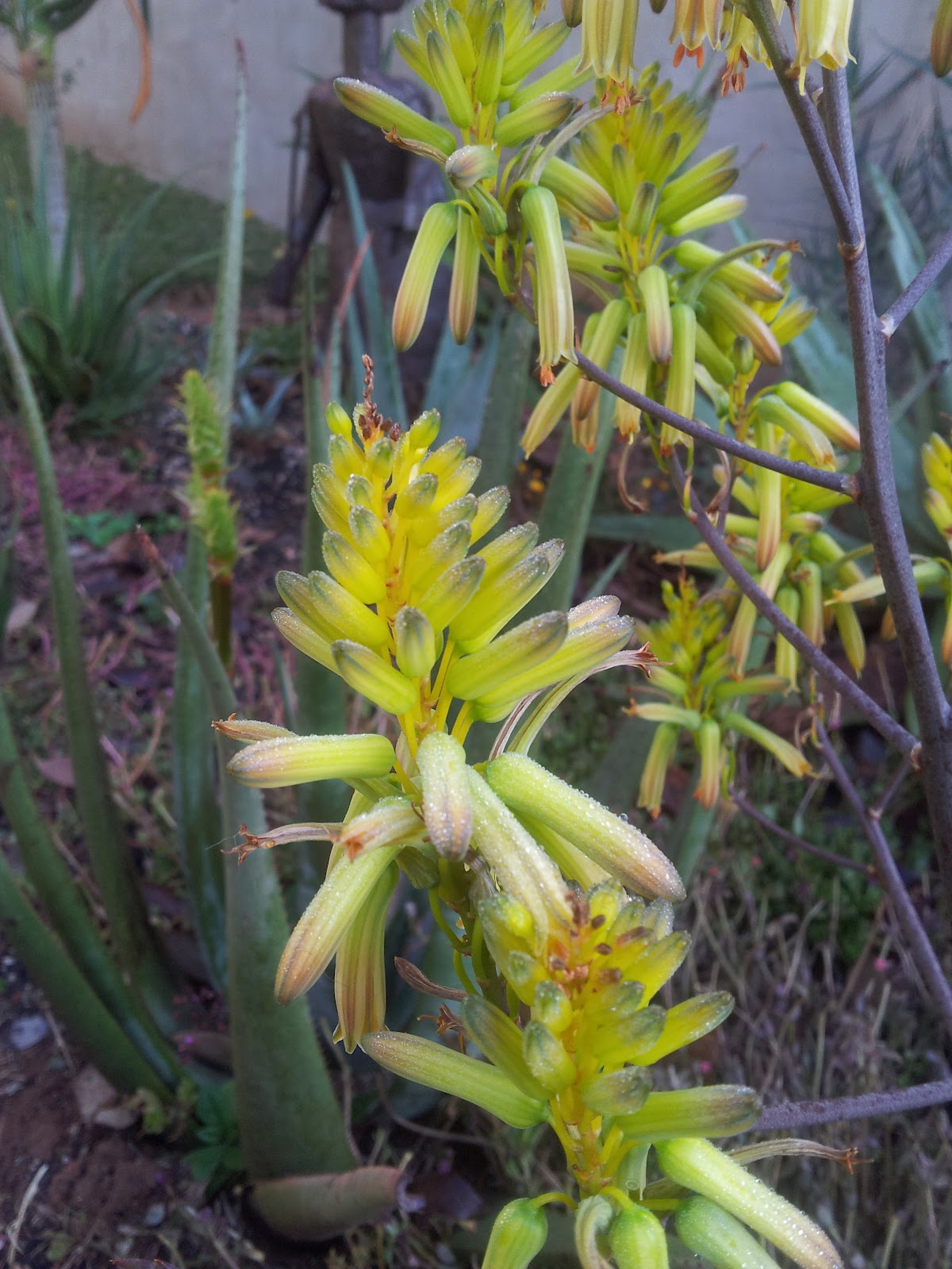 Jean's Aloes: Flowering Aloes in My Garden Part 1