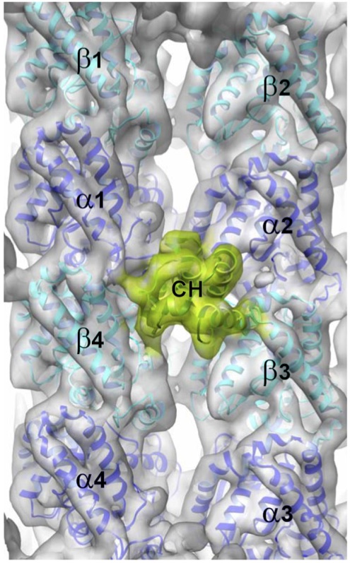 Principles of Protein Structure: Microtubules and Microscopes ...