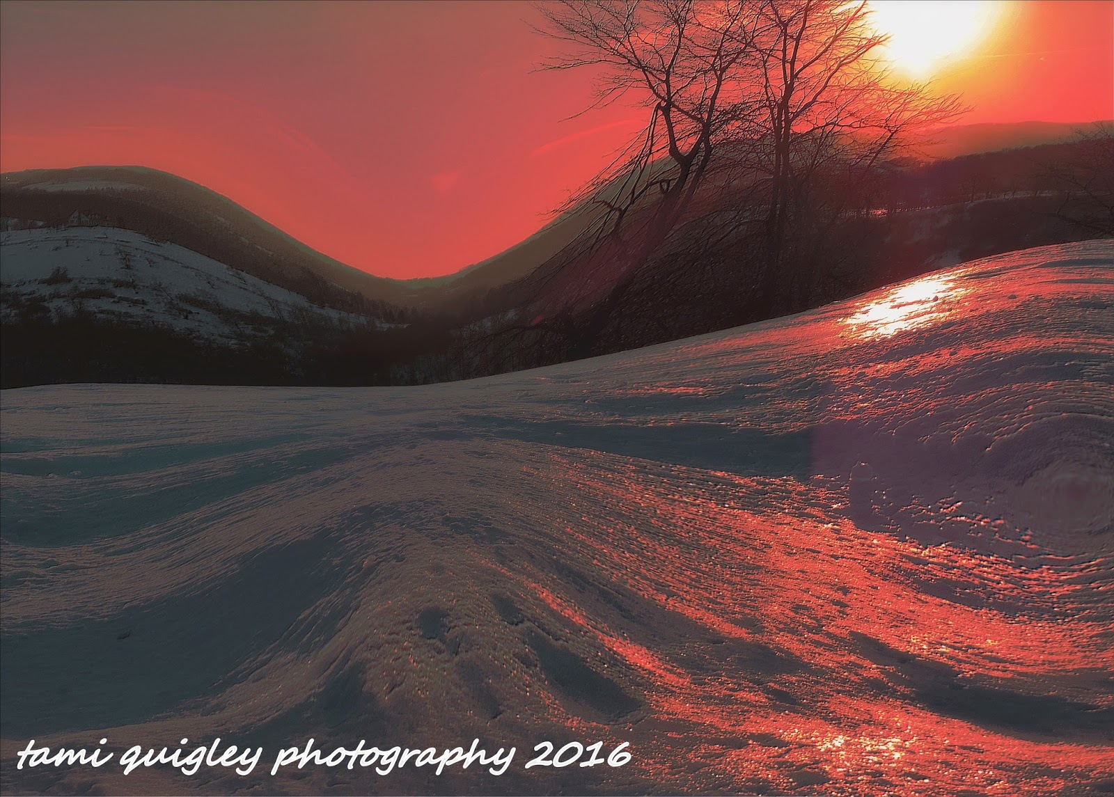 Trailscapes ... Fine Art Photography by Tami Quigley: Fire Frost ...