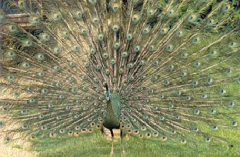 EXP ANIMAIS: PAVÃO VERDE