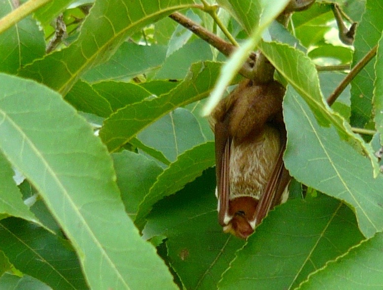 Springfield Plateau: Eastern Red Bat