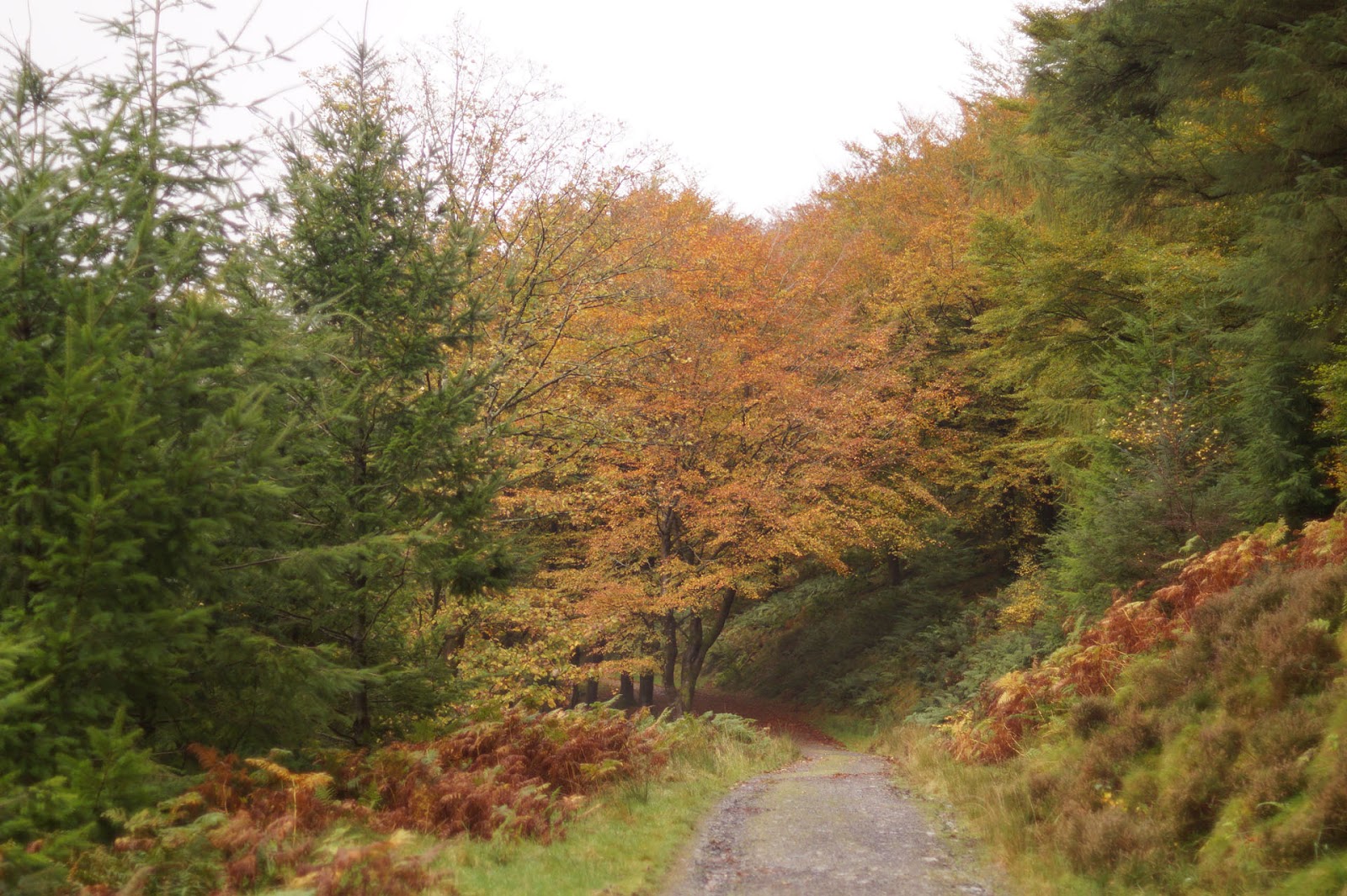 Dodd wood, the route to the summit - Sophie in the Sticks
