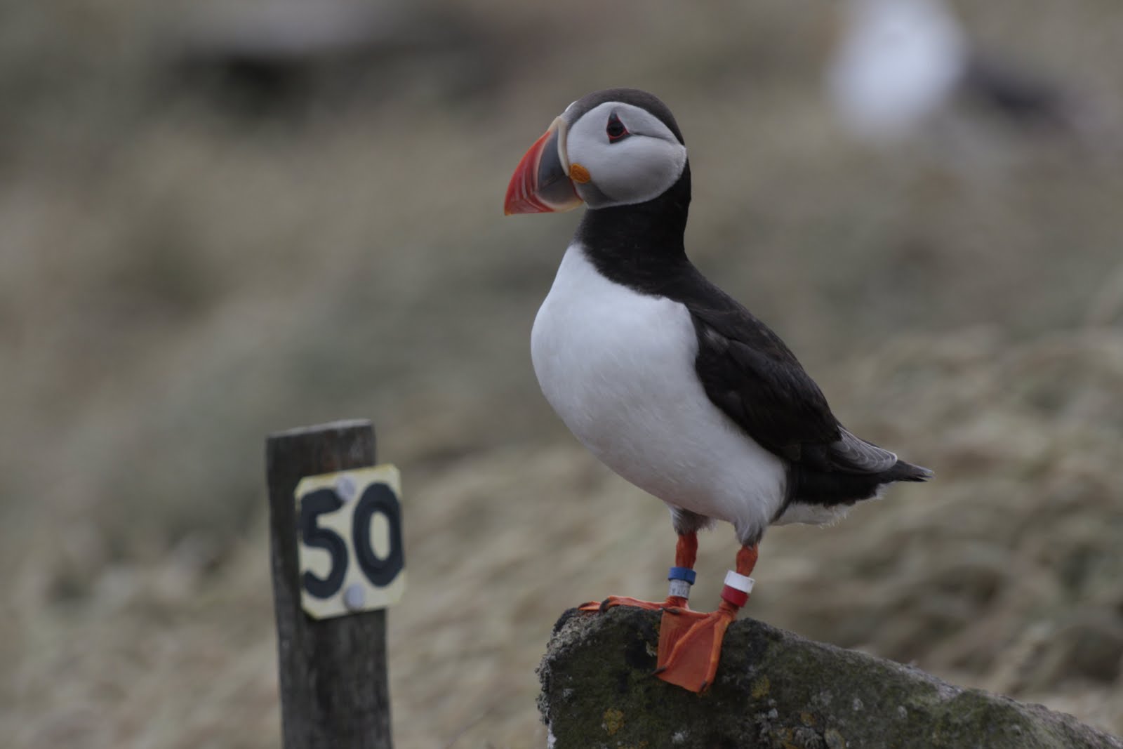 Poyserblog: A Passion for Puffins