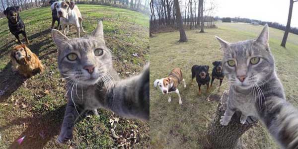 5 Animals Taking Selfie That Make You Amazed and Surprised! | BIZBER