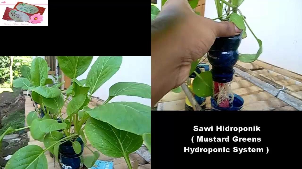 Cara Menanam Sawi Hidroponik Menggunakan Botol Bekas | Belajar Hidroponik