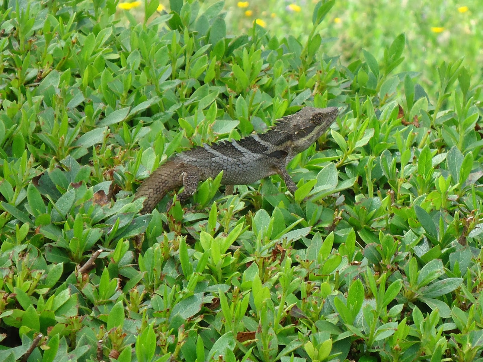 Photokalem - புகைப்படகளம்: Different actions of Indian lizard