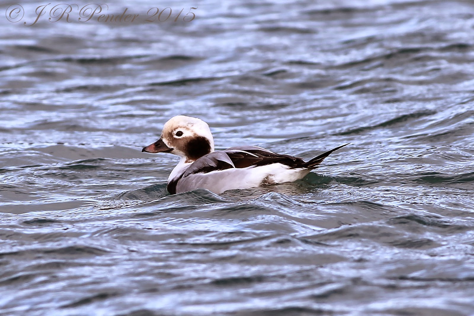 Joe Pender Wildlife Photography: 2nd Winter Drake Long tailed Duck