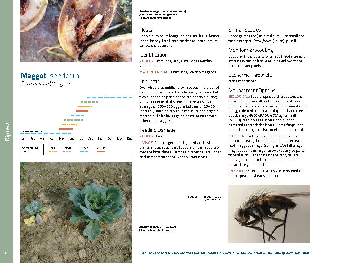 Insect Pest Management Program: Natural enemy of Cabbage Root Maggots ...