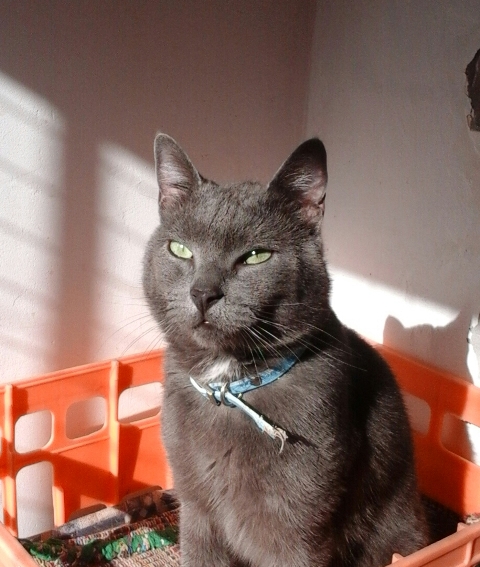 Adoptándonos: Oliver, bello gato gris plomo con unos hermosos ojazos ...