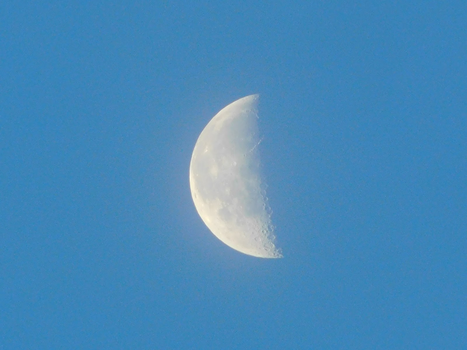 Luna Delight: Todays Daytime Moon
