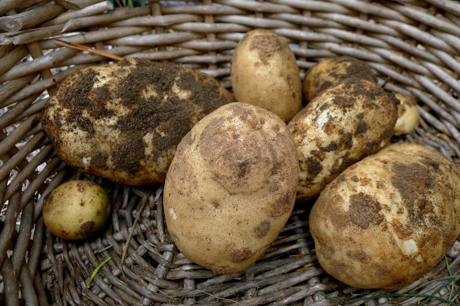 Potato Plant Fruit at Cameron Malone blog