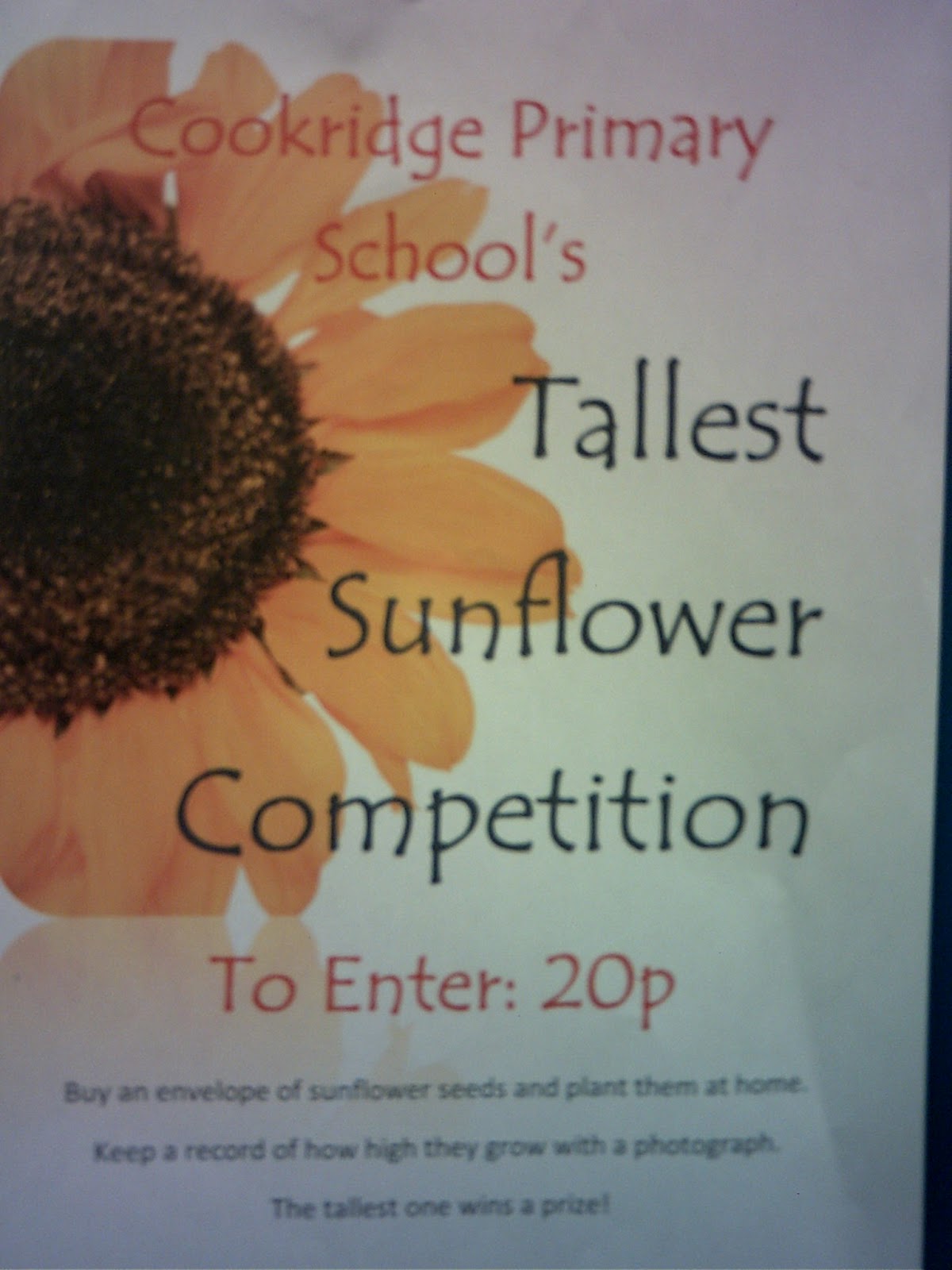 Welcome to Cookridge Primary School's Garden: Sunflower Competition