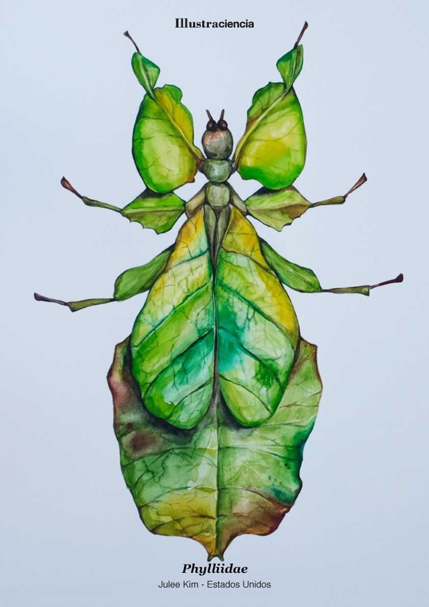 Phylliidae (Leaf Insect) - Julee Kim