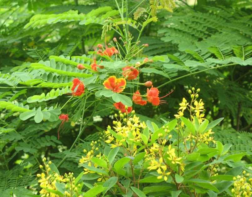 Beautiful Scenery ~ Kurinji Kathambam