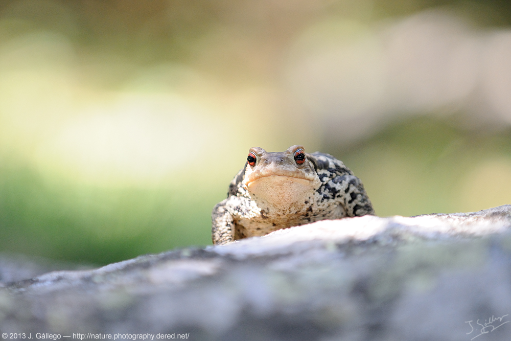 macroinstantes: Sapo común (IV)