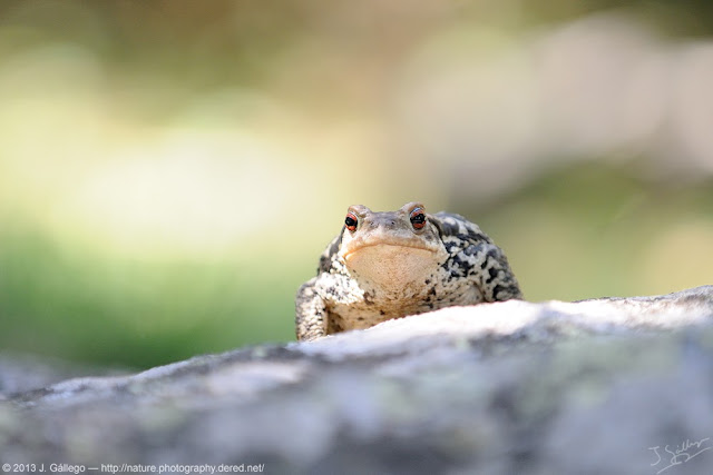 macroinstantes: Sapo común (IV)