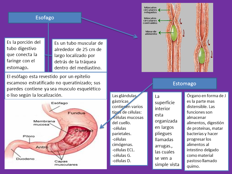 blog fisiologia UAS Jose Luis Arrieta Madrid: ESOFAGO Y ESTOMAGO