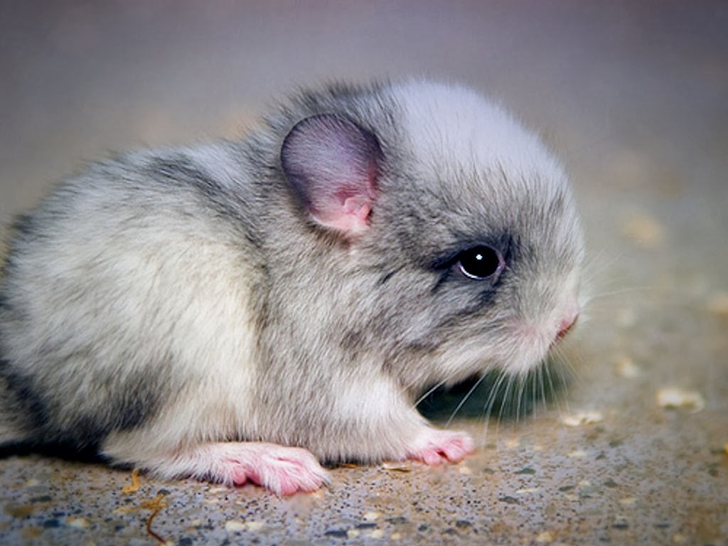 Rodents Wallpapers ~ iWallpapers