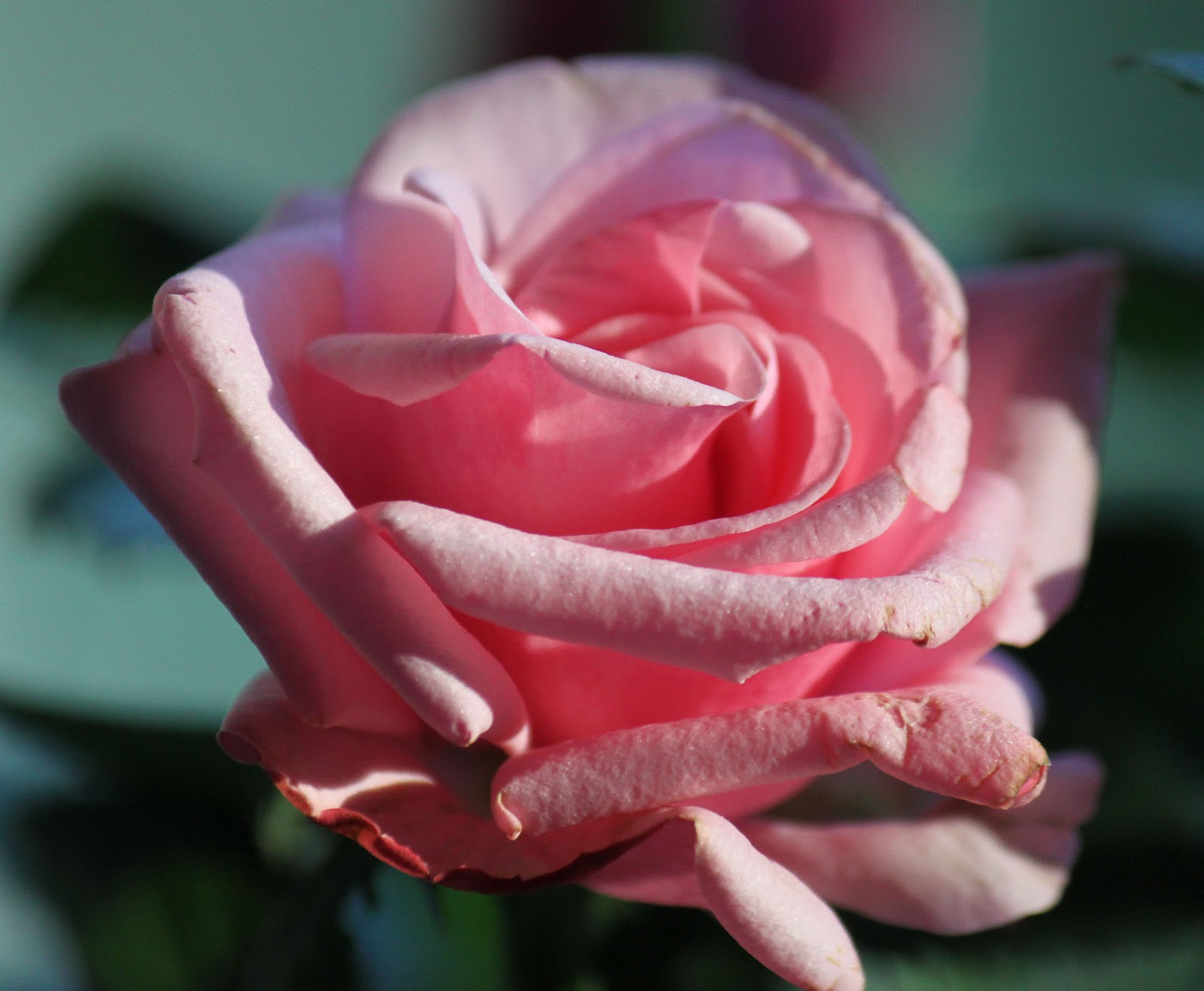 Orienteringstanten: Rosa rosor