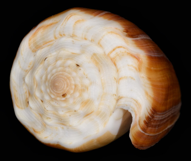 Dr. Lee's Gallery Museum: Conus sulcatus bocki 74.7mm 木乃伊芋螺