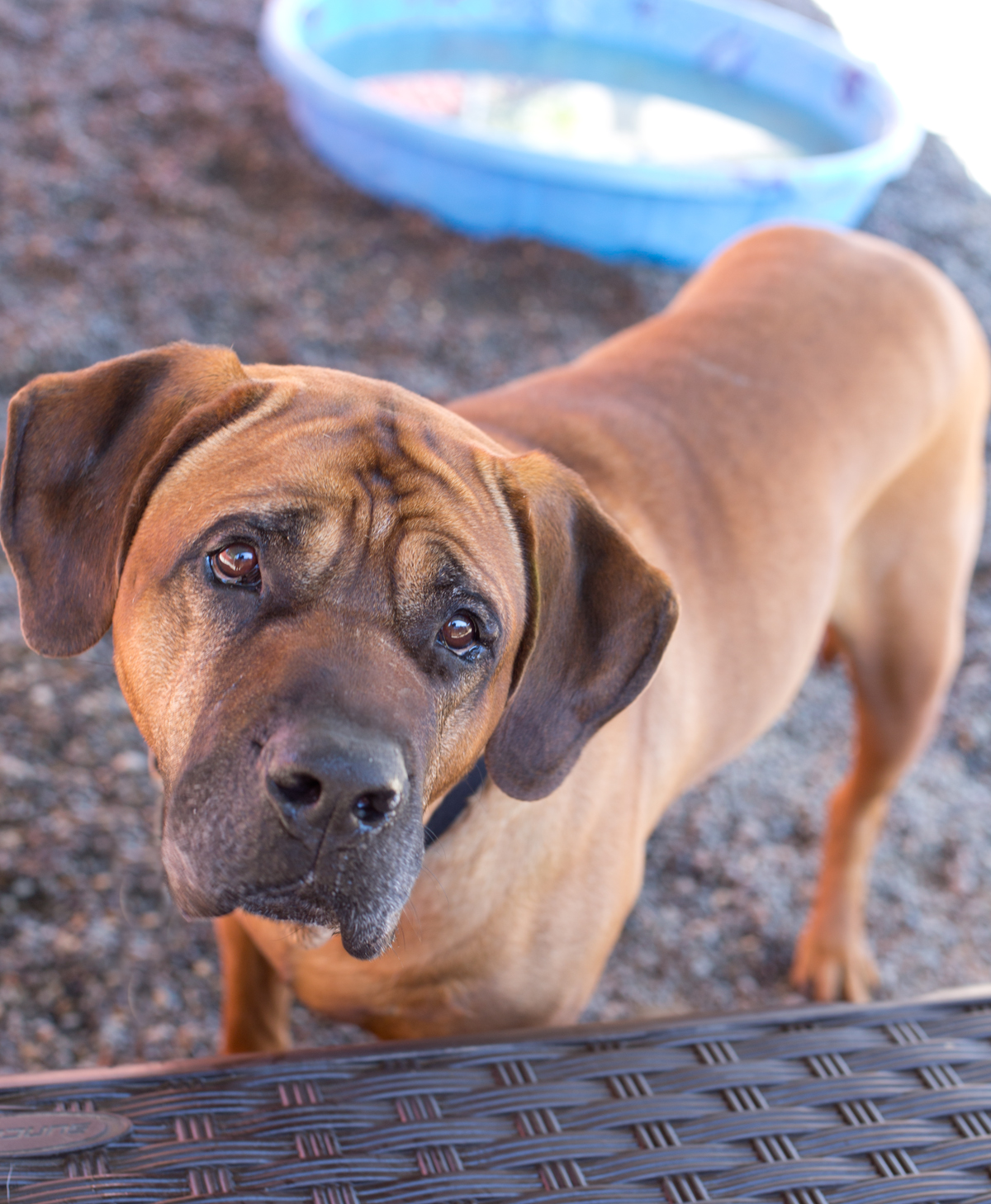 Shelter Dogs of Portland: "TOMO" Update Big hearted Tosa Inu Mastiff