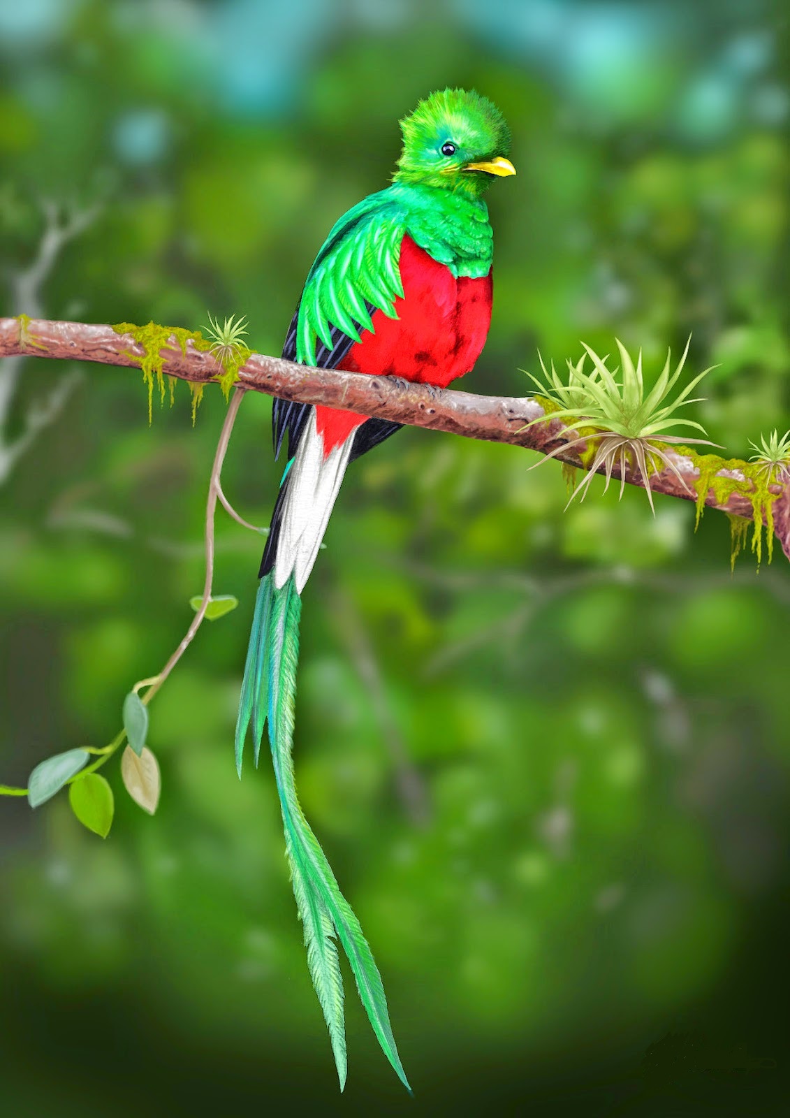 QUETZAL photos - wallpapers (ανανεωμένο) | the fun bank