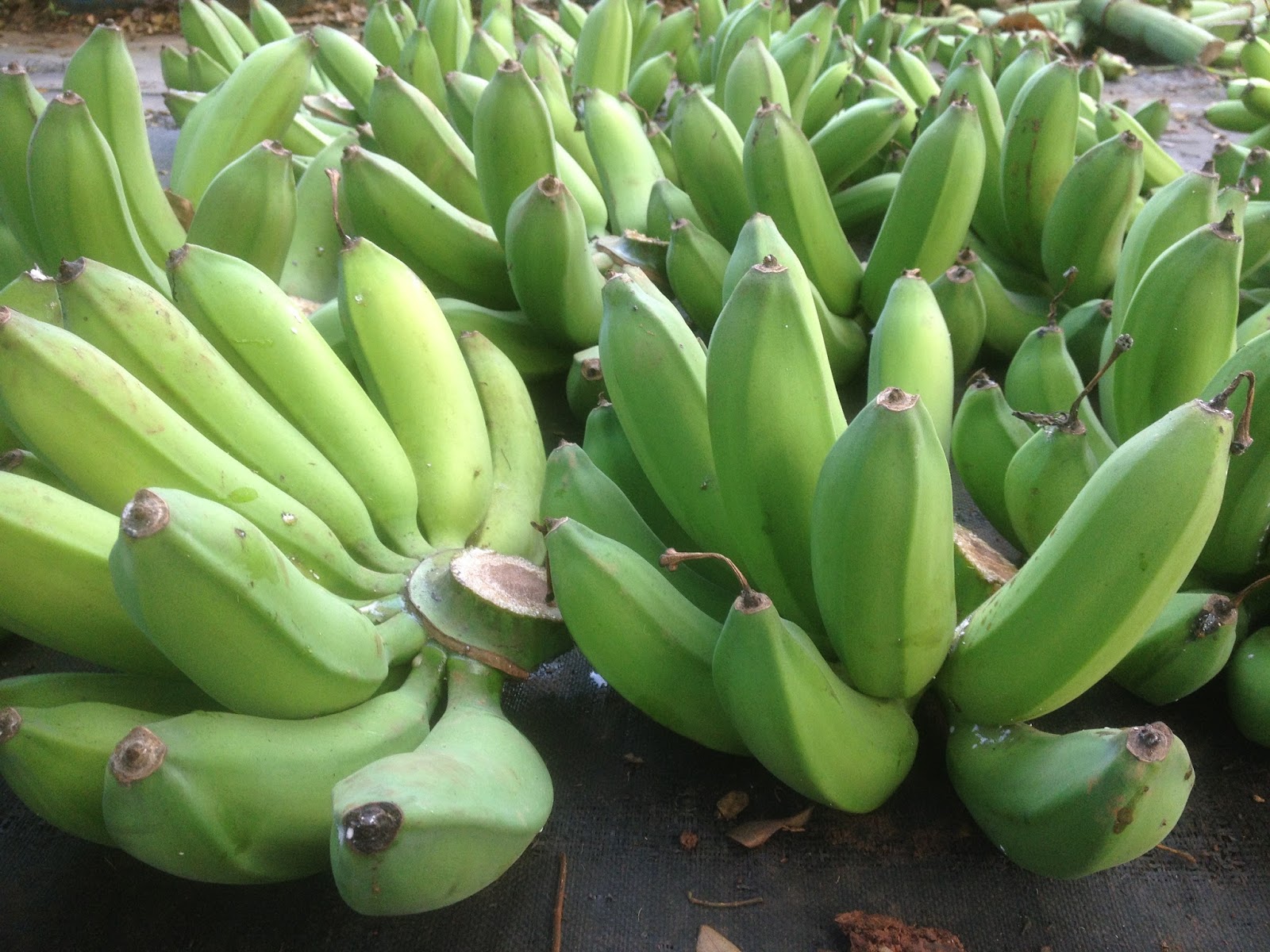 Bibit Pisang Kultur Jaringan: Buah Pisang