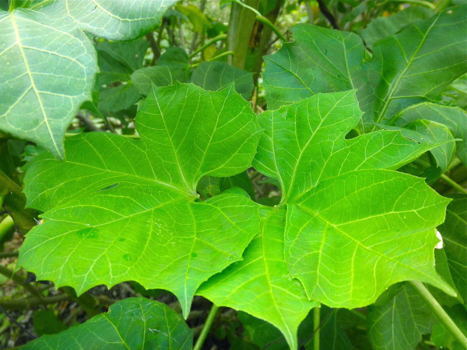 Socialista Sur Noticias: Propiedades de la chaya o chay