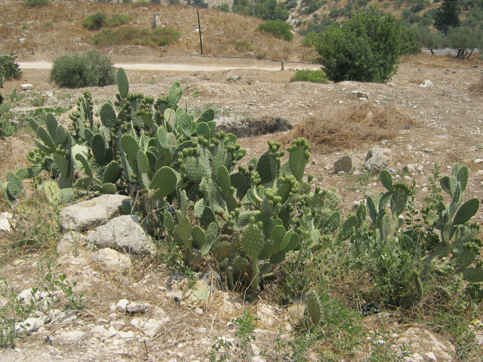 Ol' Big Jim's Place: Flora of Jordan