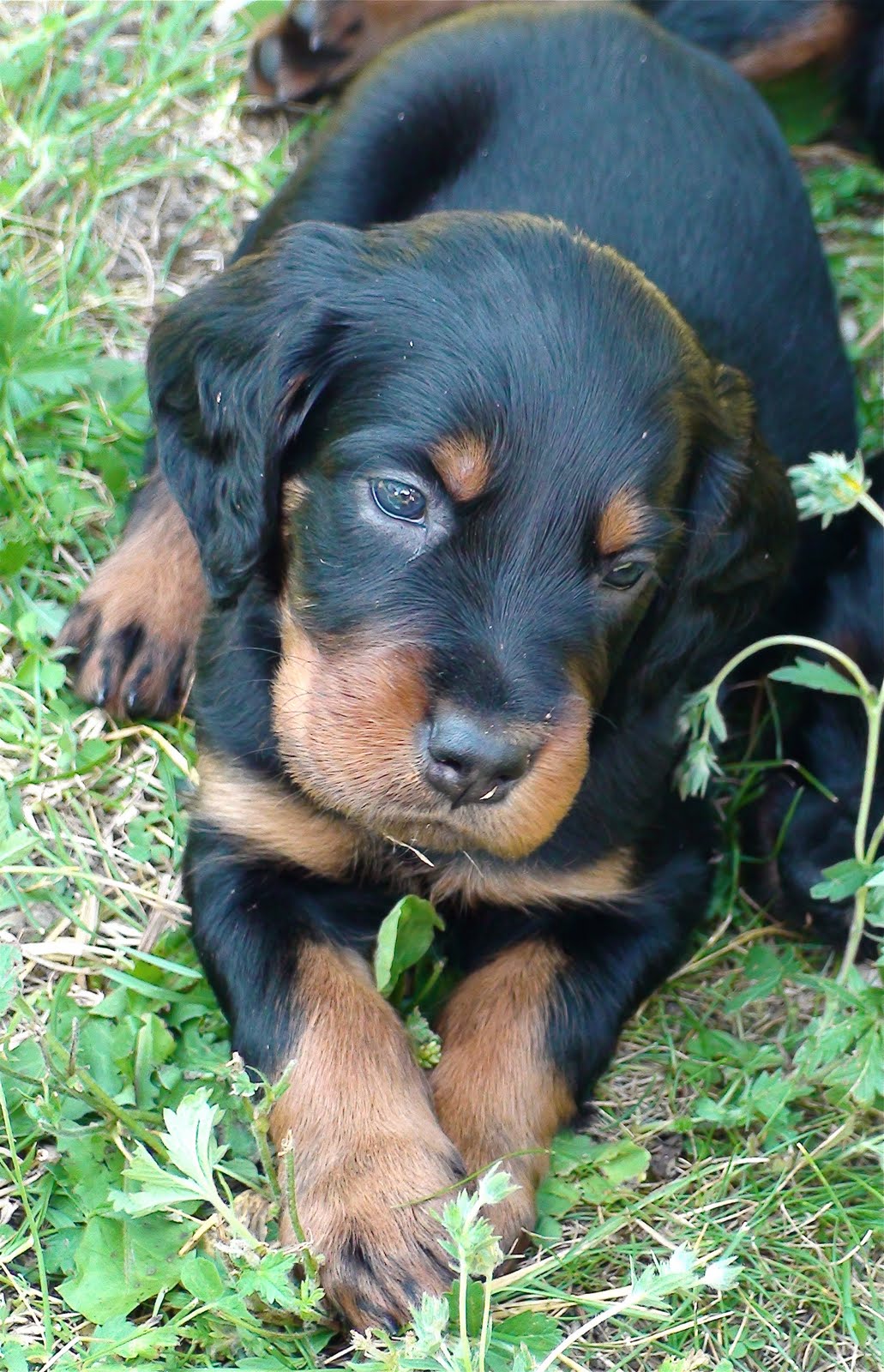 Gordon Setter Crossing: Gordon Setter Puppies - 4 Wks. & 5 Days Old