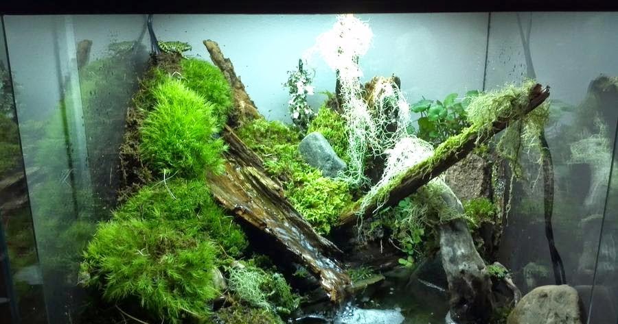 TERARIUM VS PALUDARIUM ?? APAKAH ITU? ~ Waterdecor SPLASHNEWS ...