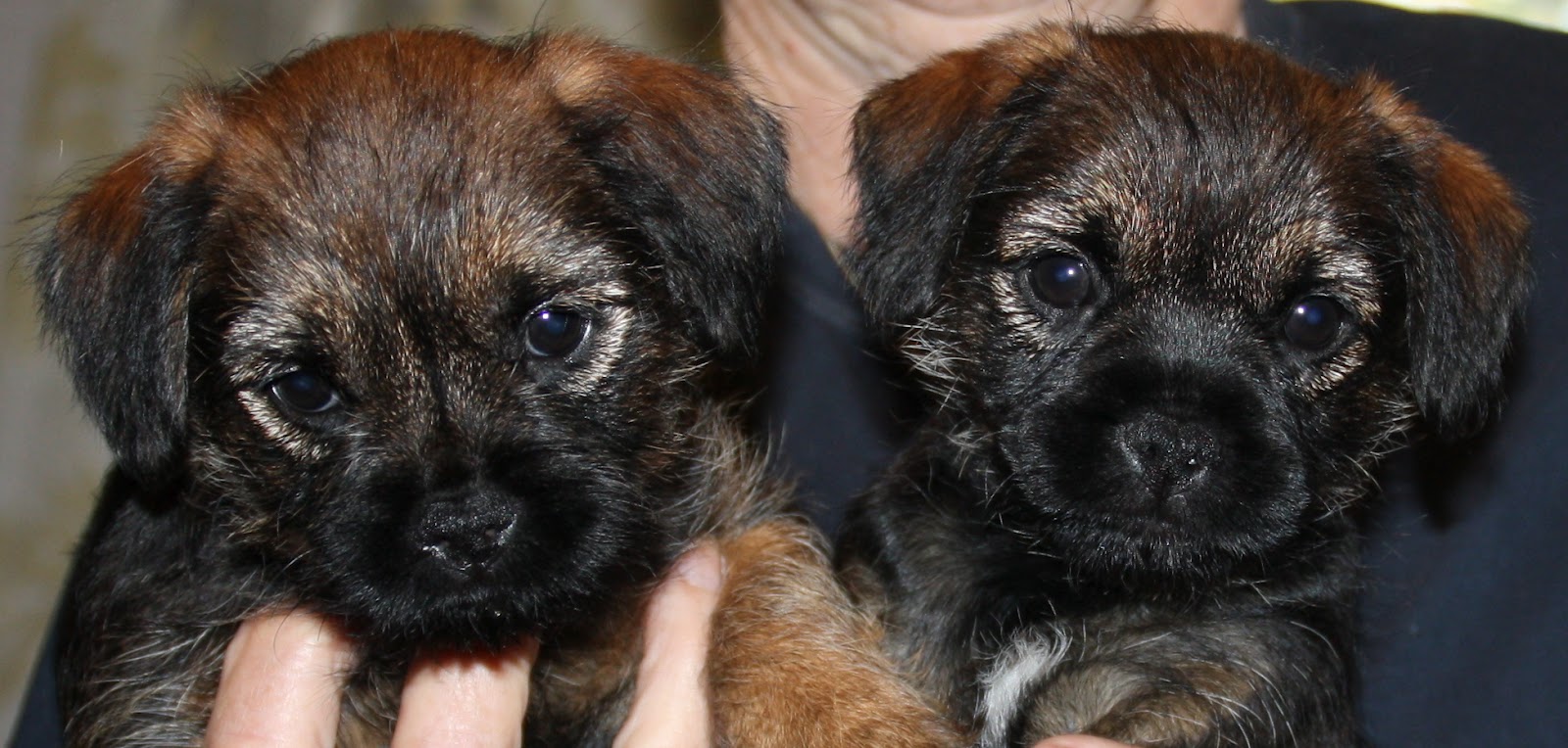TOJTAS KENNEL: BORDER TERRIER VALPAR 7 VECKOR