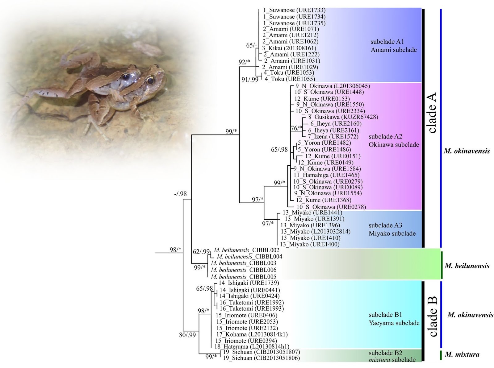 Species New to Science: [Herpetology • 2019] Relict Distribution of ...