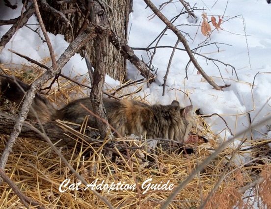 Cat Adoption Guide: National Feral Cat Day