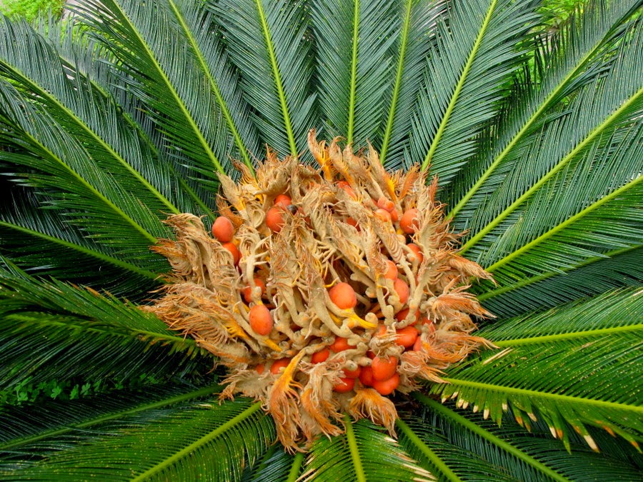 FLORA NEL SALENTO e.. anche altrove: Cycas revoluta Thunb.- Cycadaceae ...