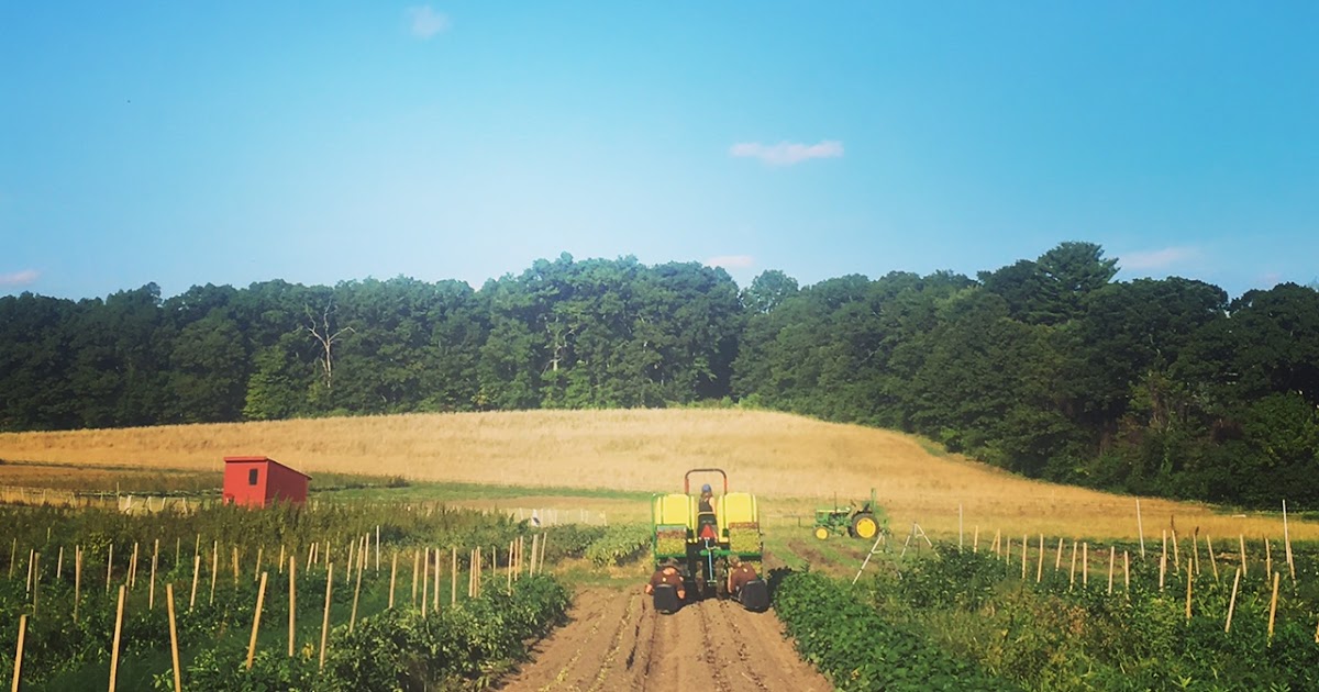 Chestnut Hill Farm: Week 14: Fall Greens Return