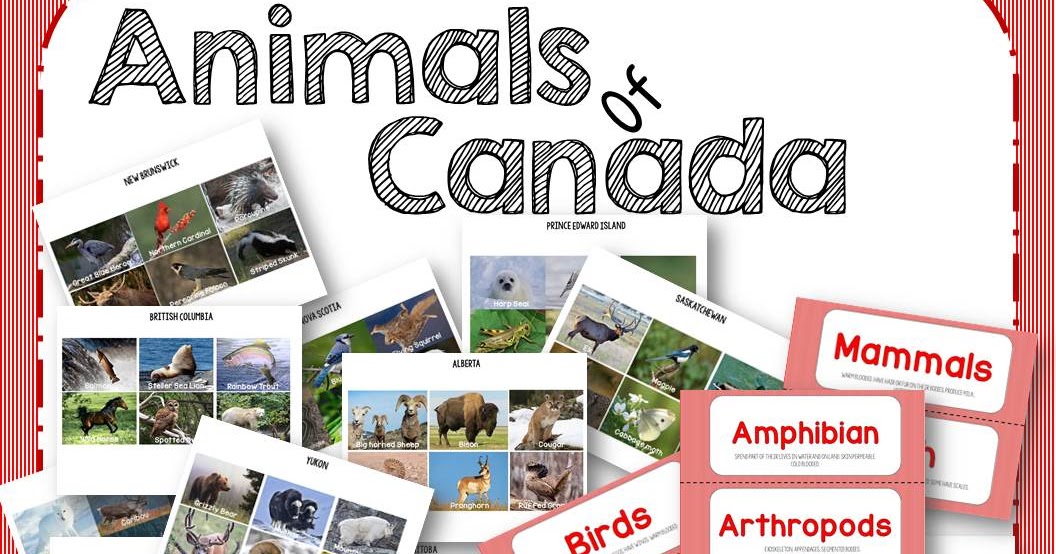 TeacherMomPlus3: Animals of Canada Free Printable