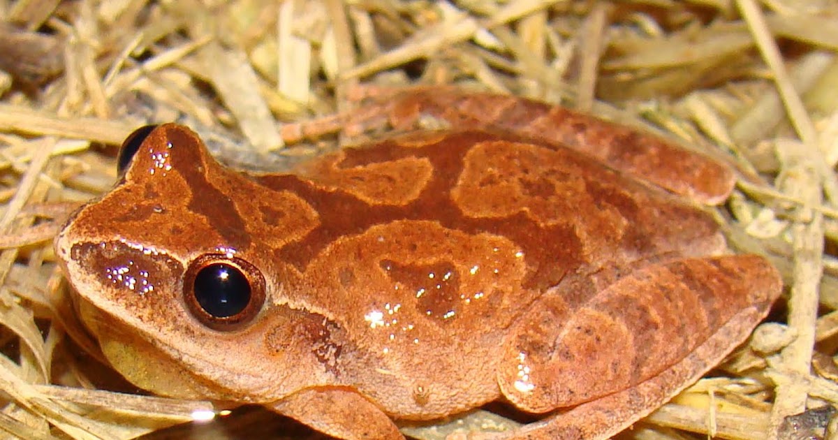 Earth and Space News: Spring Peeper Habitats: Eye-Lined, Jingling ...