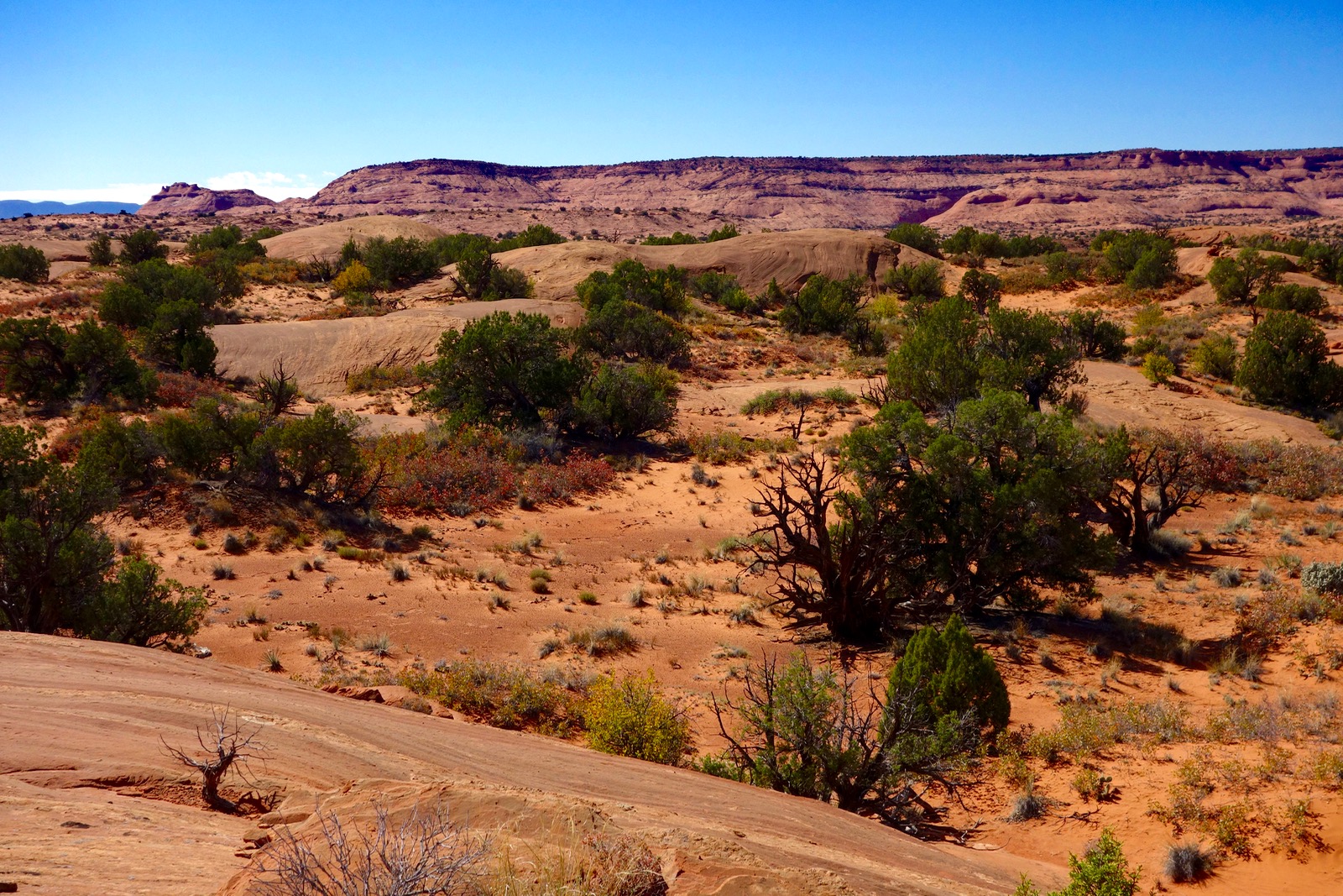 Earthline: The American West: The Golden Cathedral of Neon Canyon