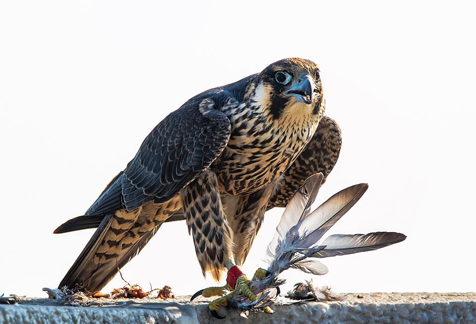 Rob and the Animals: Sad News of One of Our Falcons