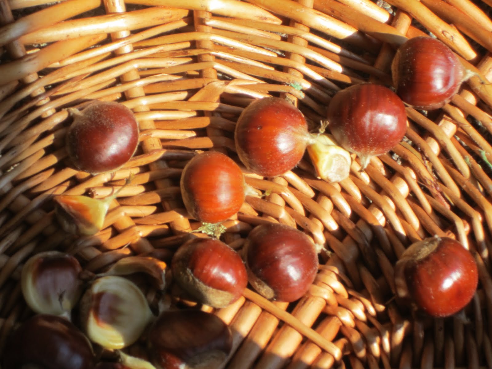 Our Journey of God's Faithfulness: Picking Chestnuts