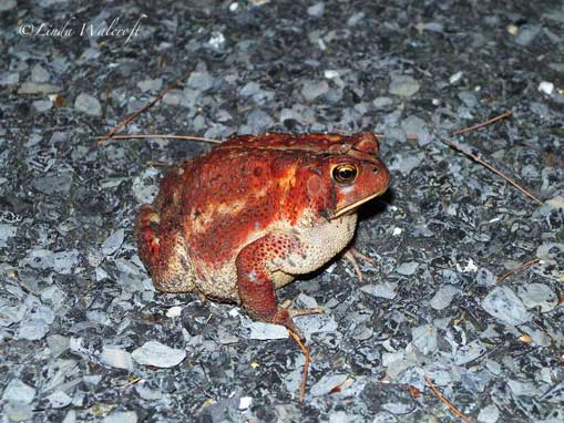 The View from Squirrel Ridge: Rust Colored Toad (Frog?)